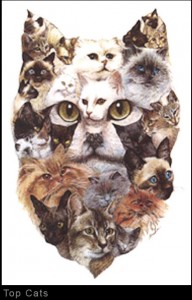 Wildlife Paintings | Art of Steve Kushner